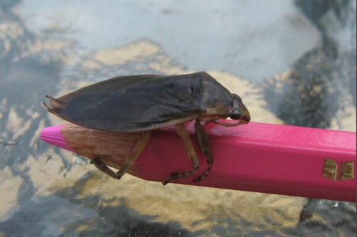 Nature Nut Lady: Toe-Biter, Part II